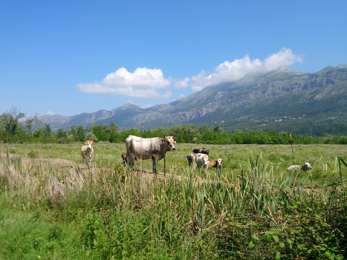Konavle archaeological tour